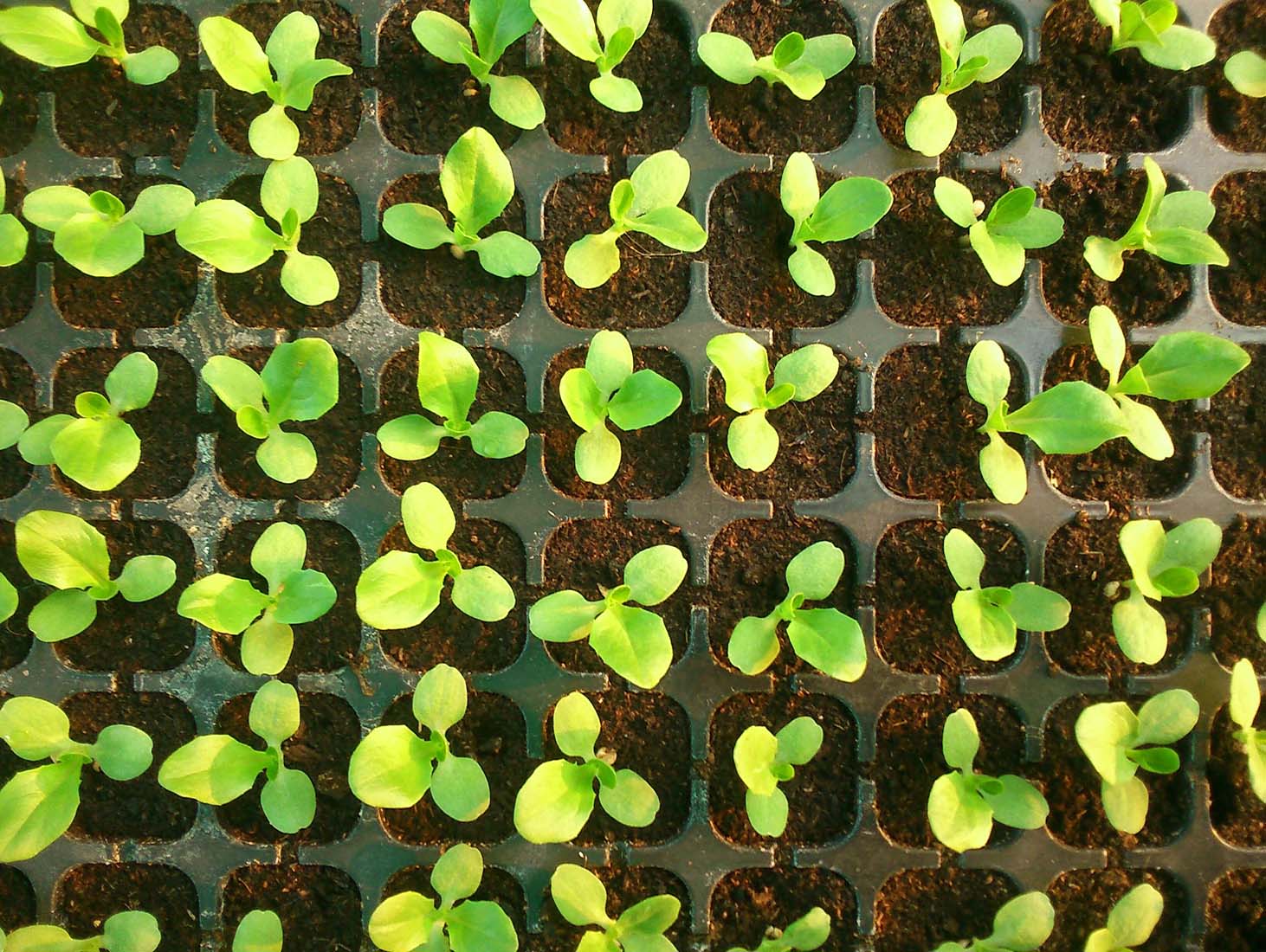 About Grassroots Research®